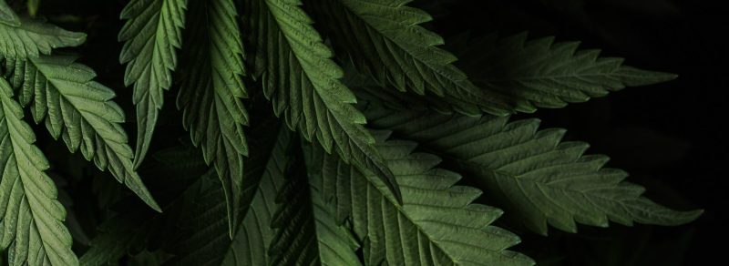Top 10 Strains from Exotic Genetix Pars Planet