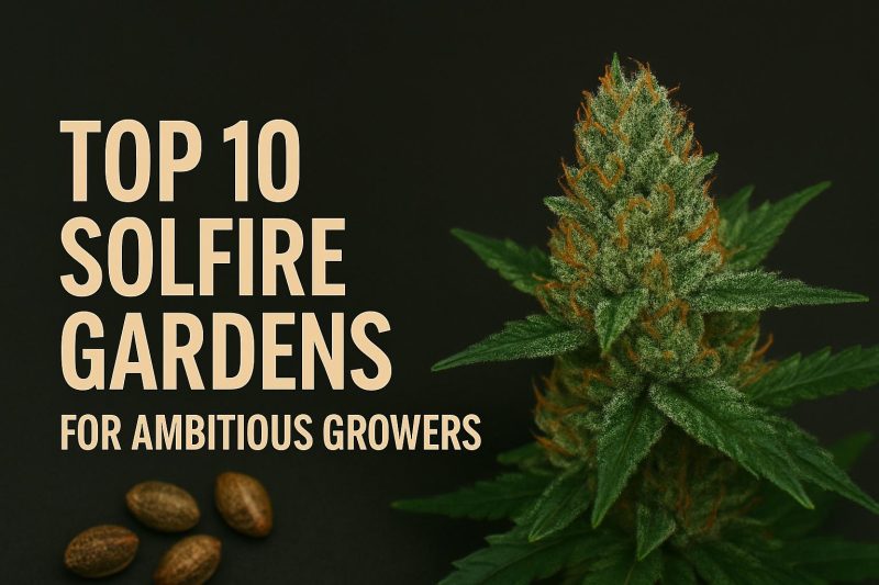 Top 10 Solfire Gardens Seeds for Ambitious Growers - Pars Planet