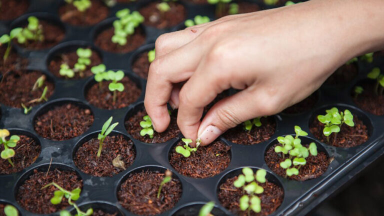 Proper Seed Storage Steps: 5 Essential Tips for Long-Term Viability